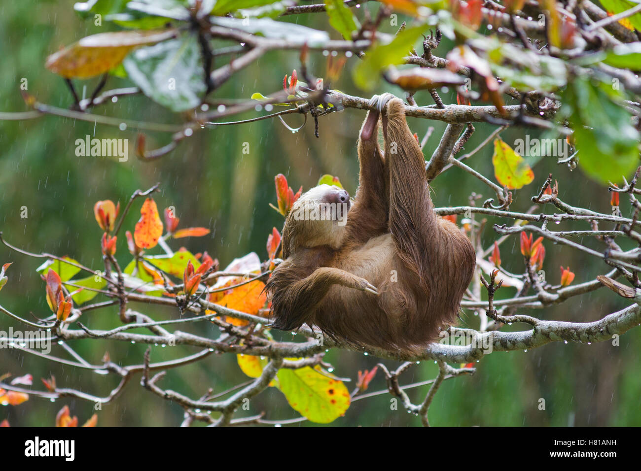 Hoffmann's Two-toed Sloth (Choloepus hoffmanni) hanging in tree ...