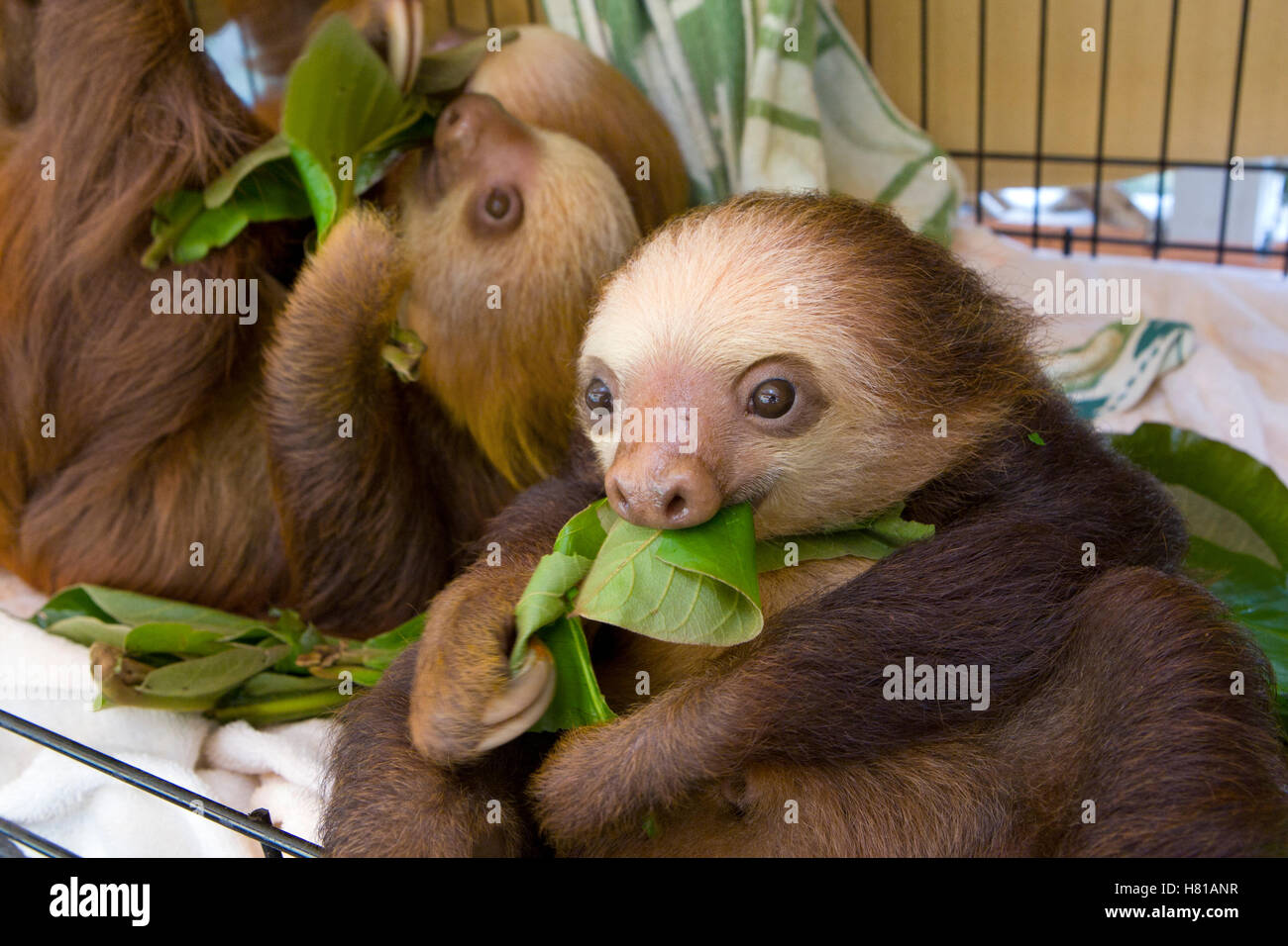 Hoffmann's Two-toed Sloth (Choloepus hoffmanni) juveniles eating leaves ...