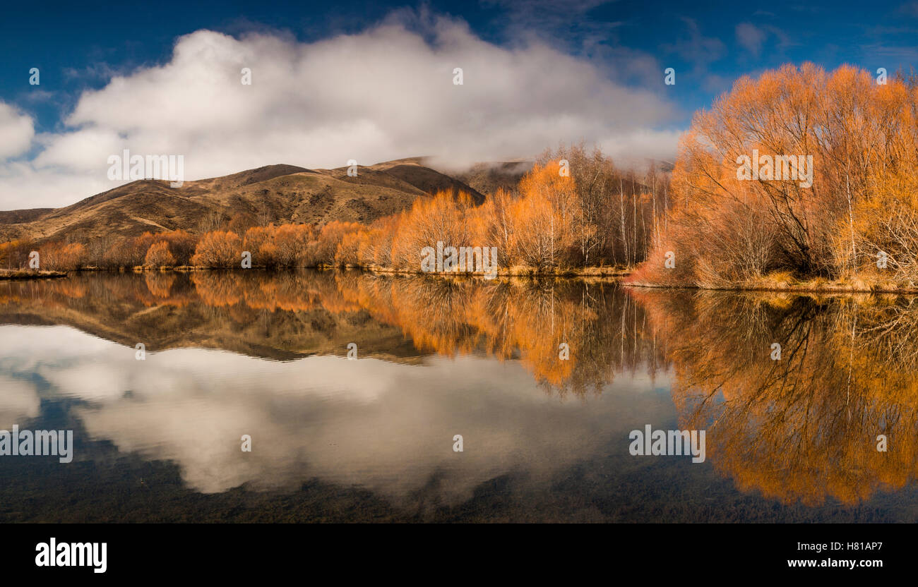 Willow (Salix sp) trees reflected in Kelland Ponds, Mackenzie Country ...