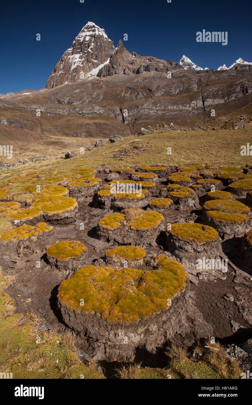 Distichia (Distichia muscoides) cushion plant in dried out swamp area ...