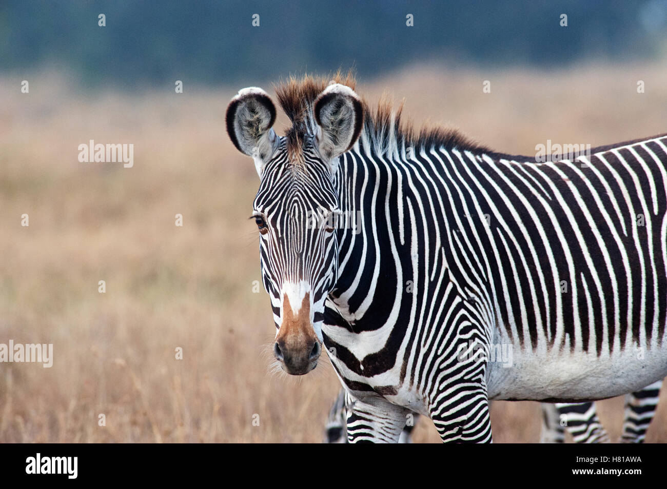 Grevy's Zebra (Equus grevyi), Ol Pejeta Conservancy, Kenya Stock Photo ...