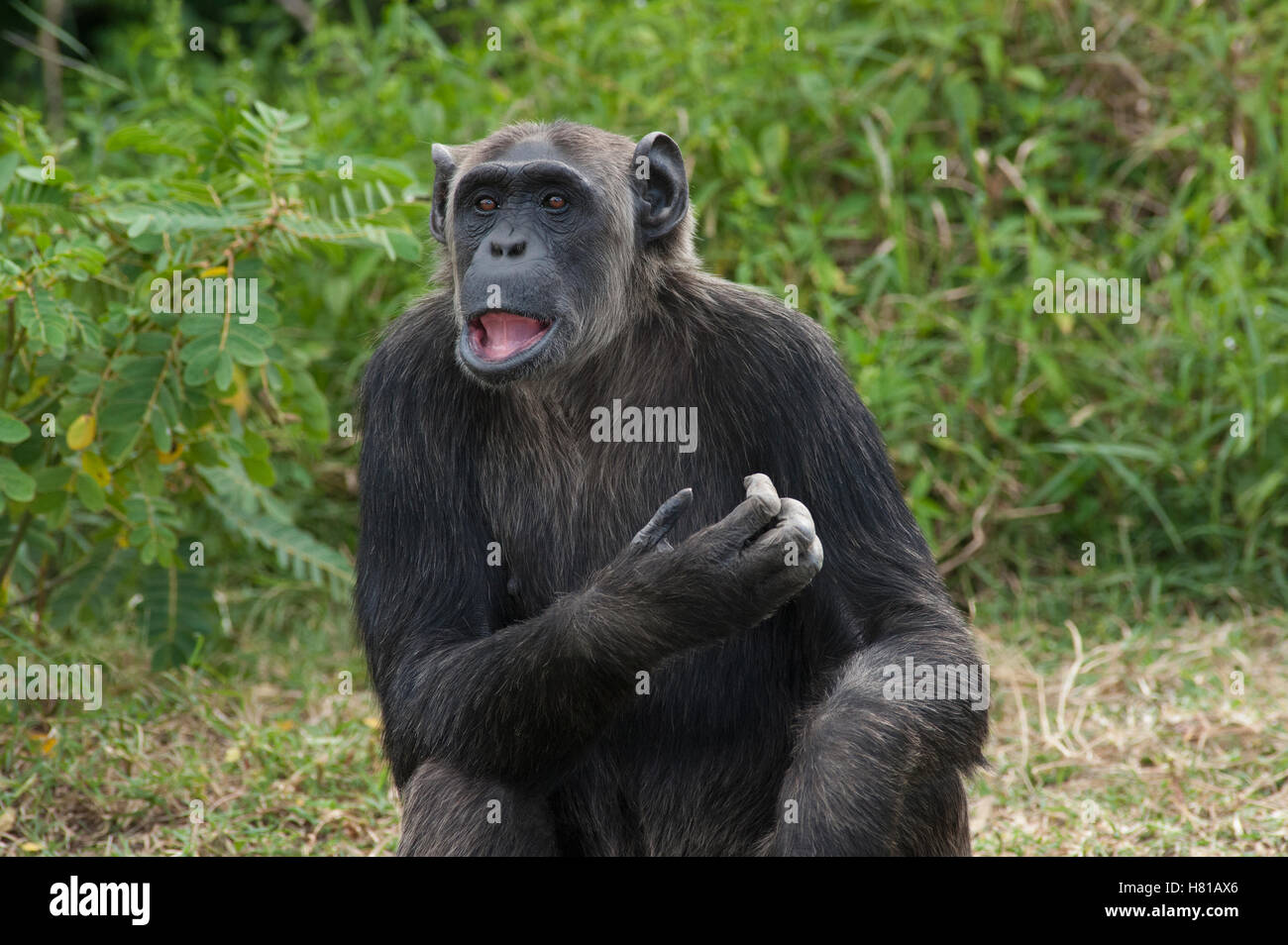 Chimpanzee (Pan troglodytes) lowering lip, Chimpanzee Sanctuary, Ol ...
