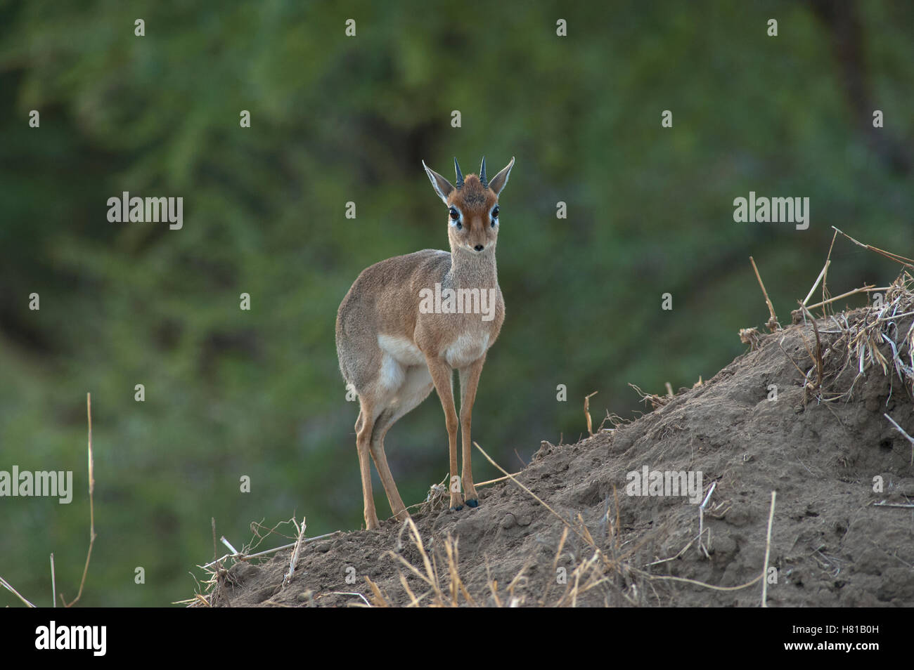 Kirk's Dik-dik (Madoqua kirkii), Tarangire National Park, Tanzania ...