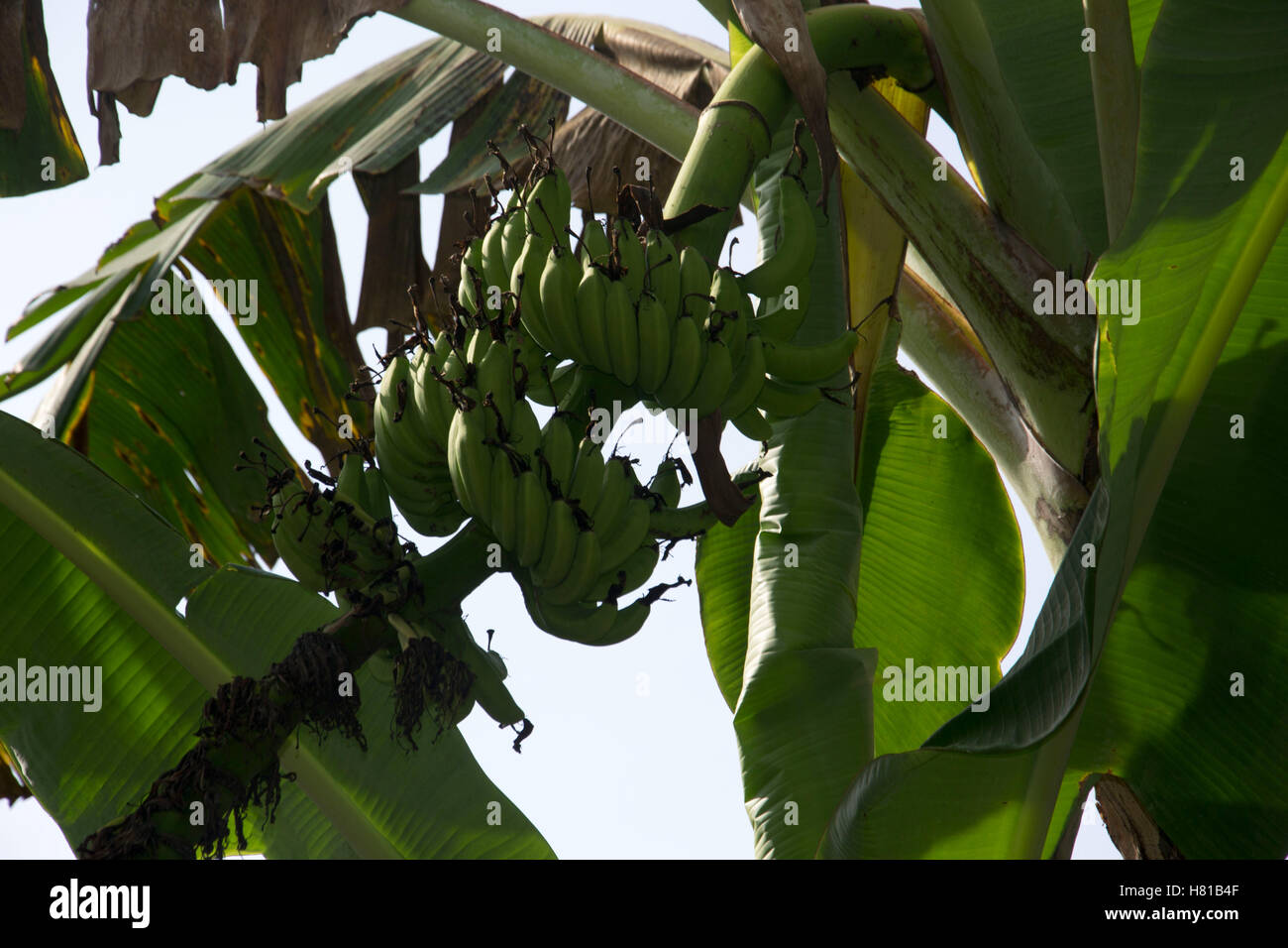 Natural banana tree hi-res stock photography and images - Alamy
