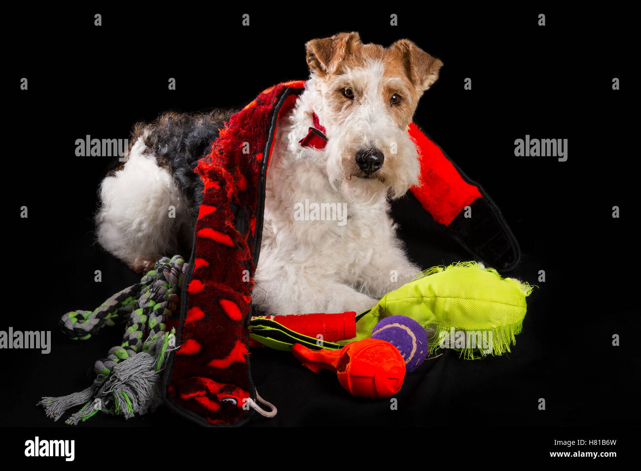 Wire fox terrier with his chewed up toys Stock Photo - Alamy