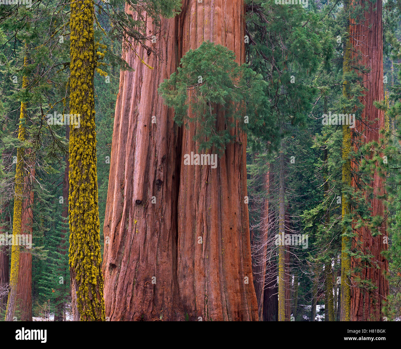 Giant Sequoia (Sequoiadendron giganteum) trees, California Stock Photo - Alamy