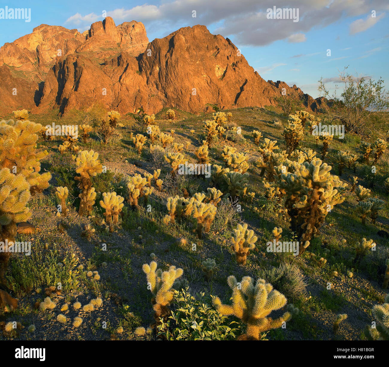 Teddy Bear Cholla (Cylindropuntia bigelovii) cacti in desert, Kofa ...