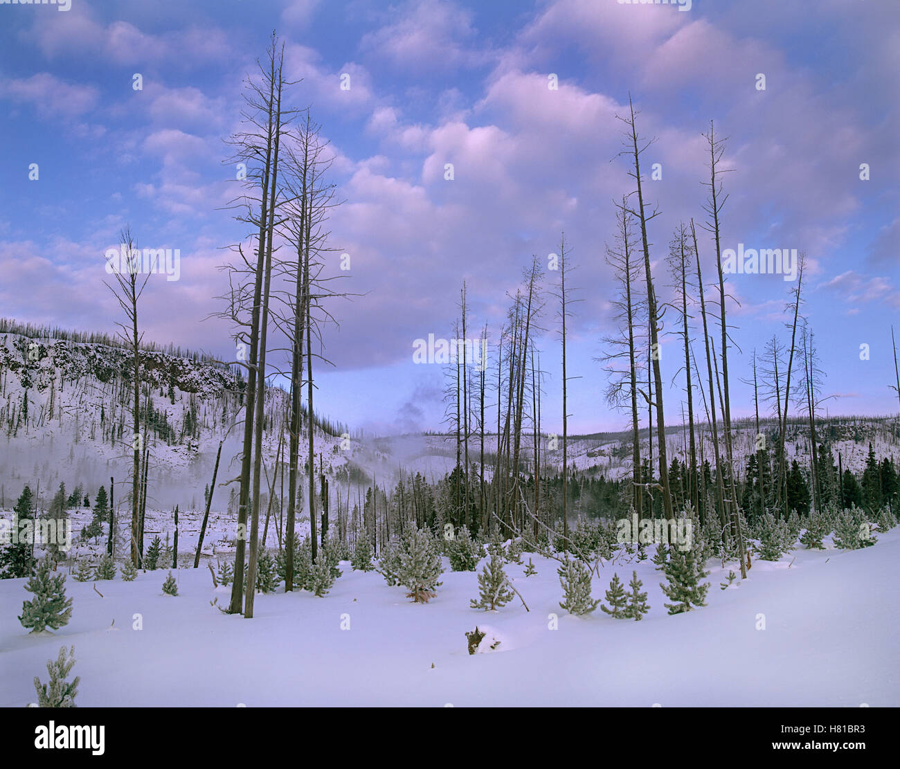 Coniferous forest succession years after fire, Yellowstone National ...