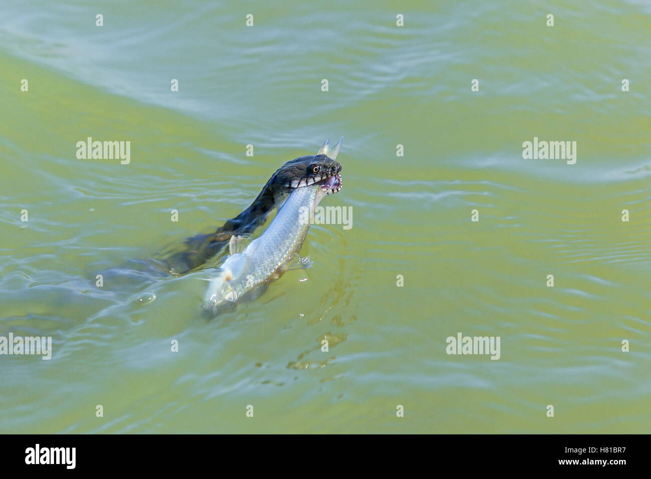 Florida banded water snake hi-res stock photography and images - Alamy