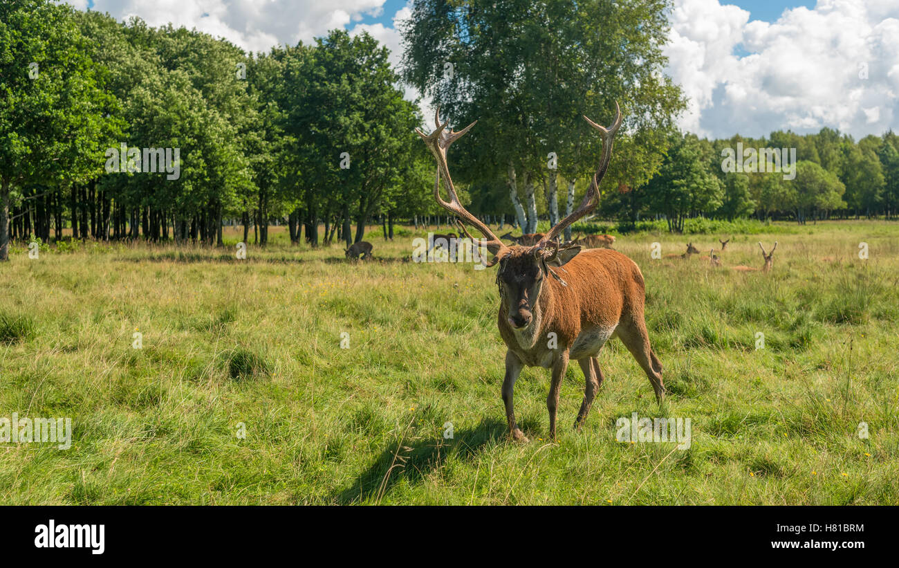 Male deer animal hi-res stock photography and images - Alamy