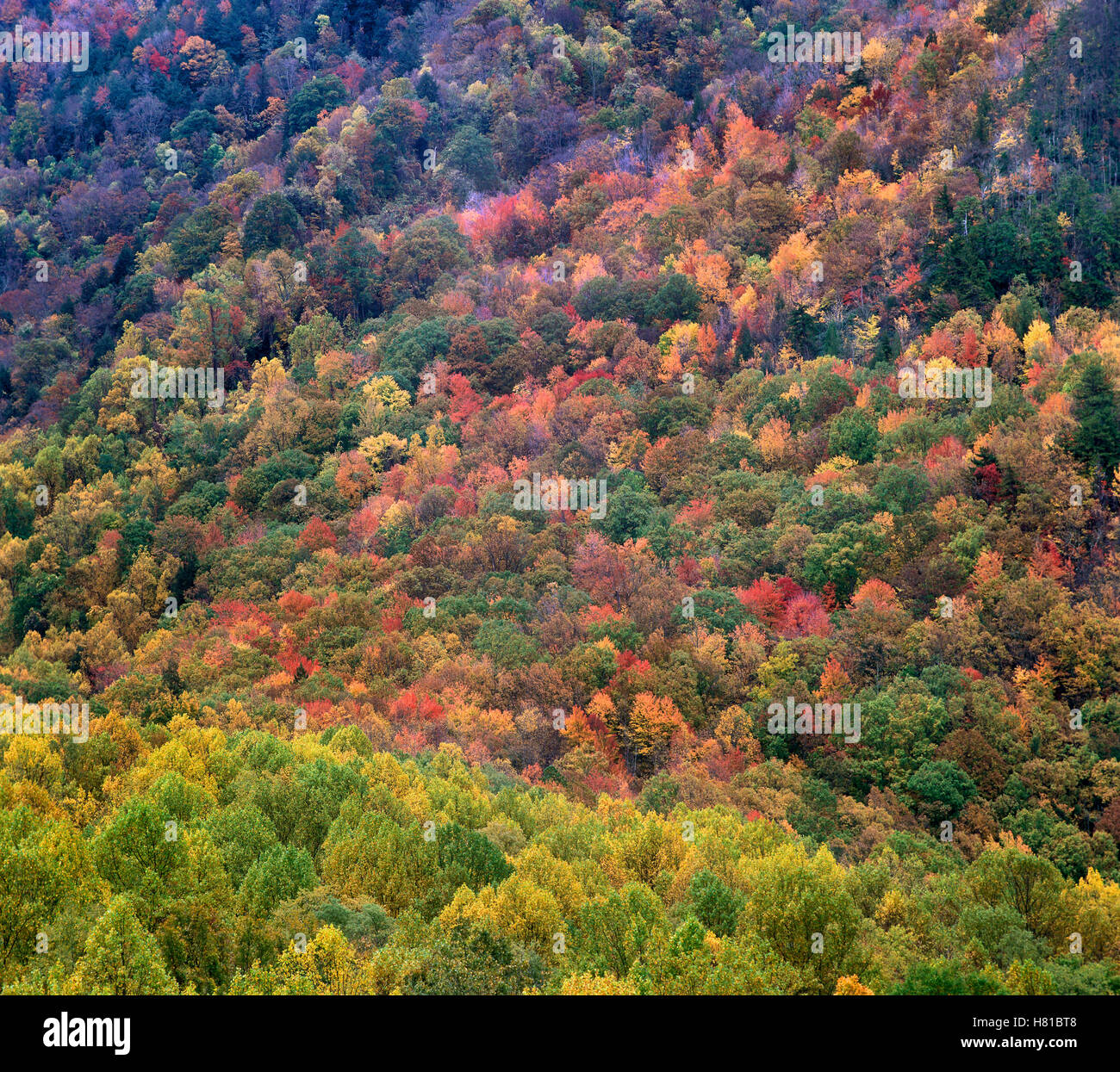 Deciduous forest in autumn, Great Smoky Mountains National Park ...