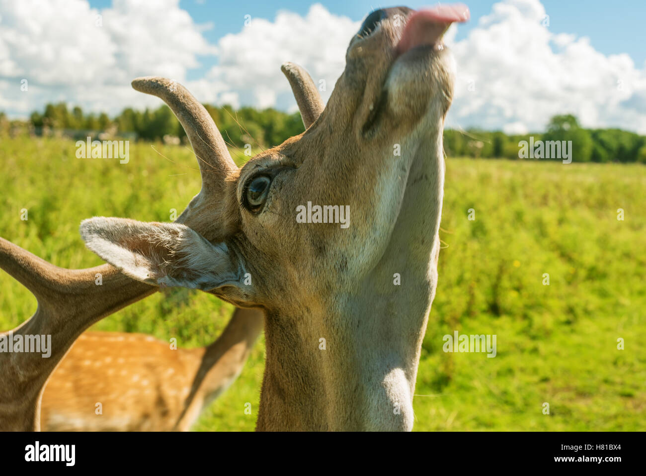 Male deer grazing in field Stock Photo - Alamy