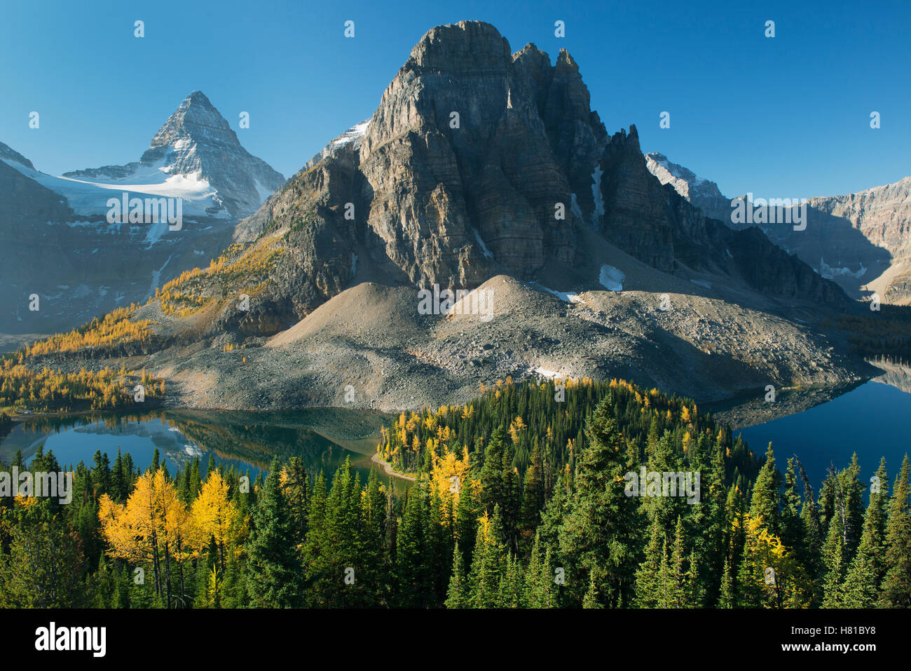 Larch (Larix sp) trees in autumn below Mount Assiniboine with Sunburst ...