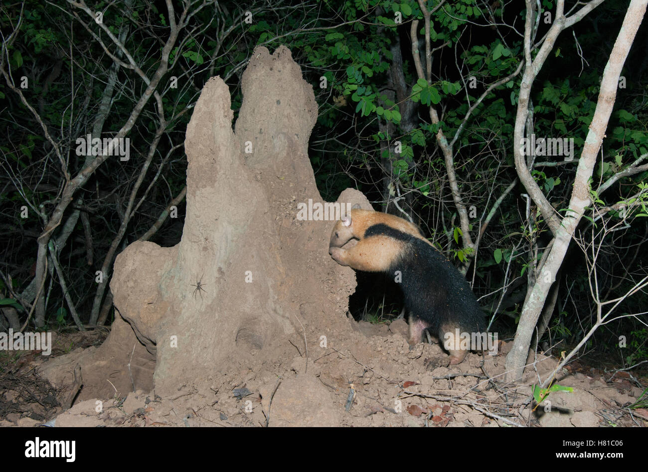 Southern Anteater (Tamandua tetradactyla) foraging at termite mound ...