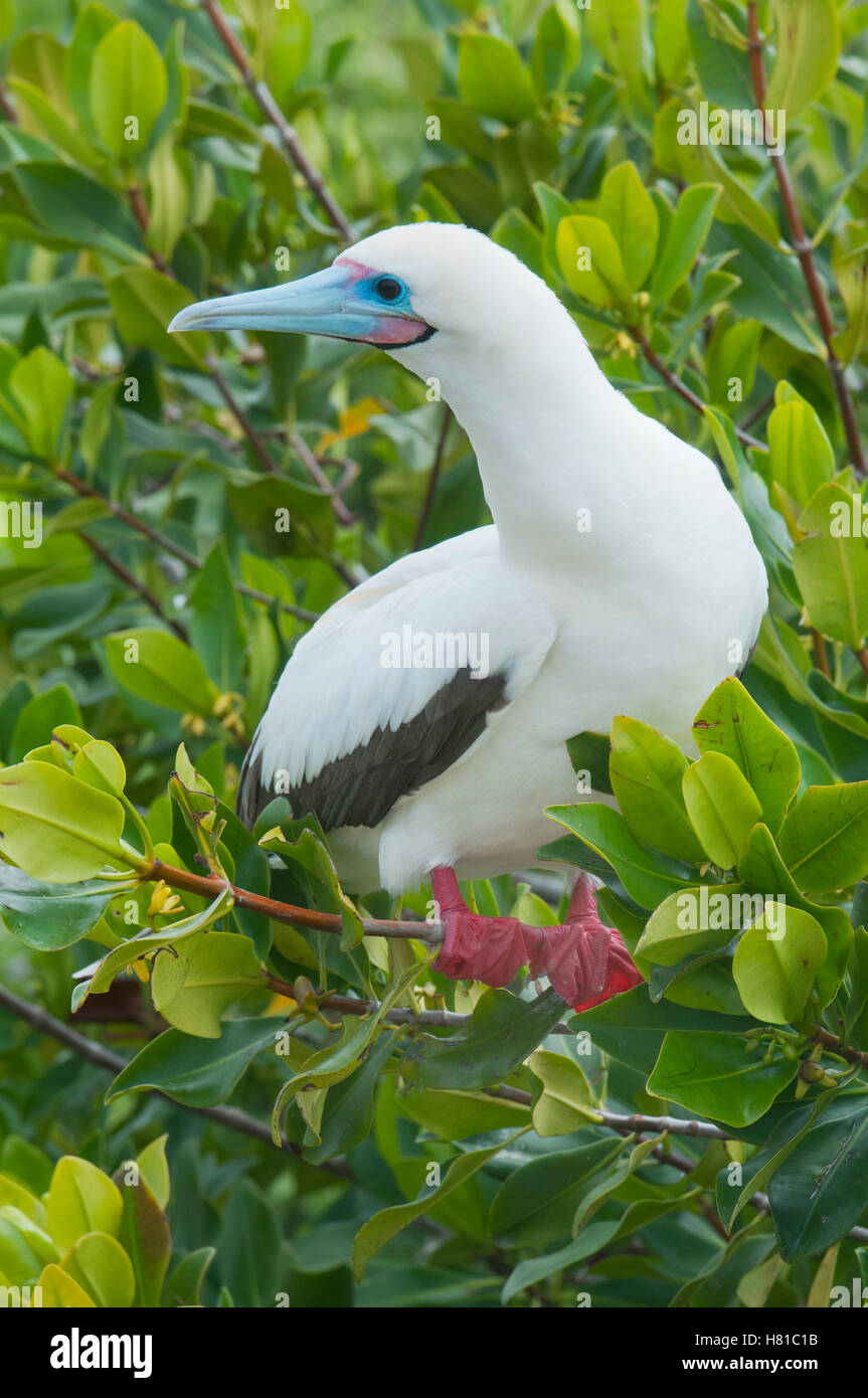 Red-footed Booby (Sula sula), Genovesa Island, Galapagos Islands ...