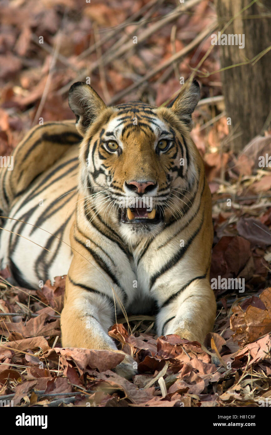 Bengal Tiger (Panthera tigris tigris) female, Bandhavgarh National Park, India Stock Photo - Alamy