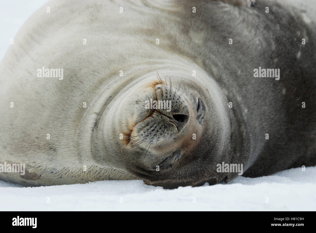 Crabeater Seal (Lobodon carcinophagus) sleeping, Antarctic Peninsula ...