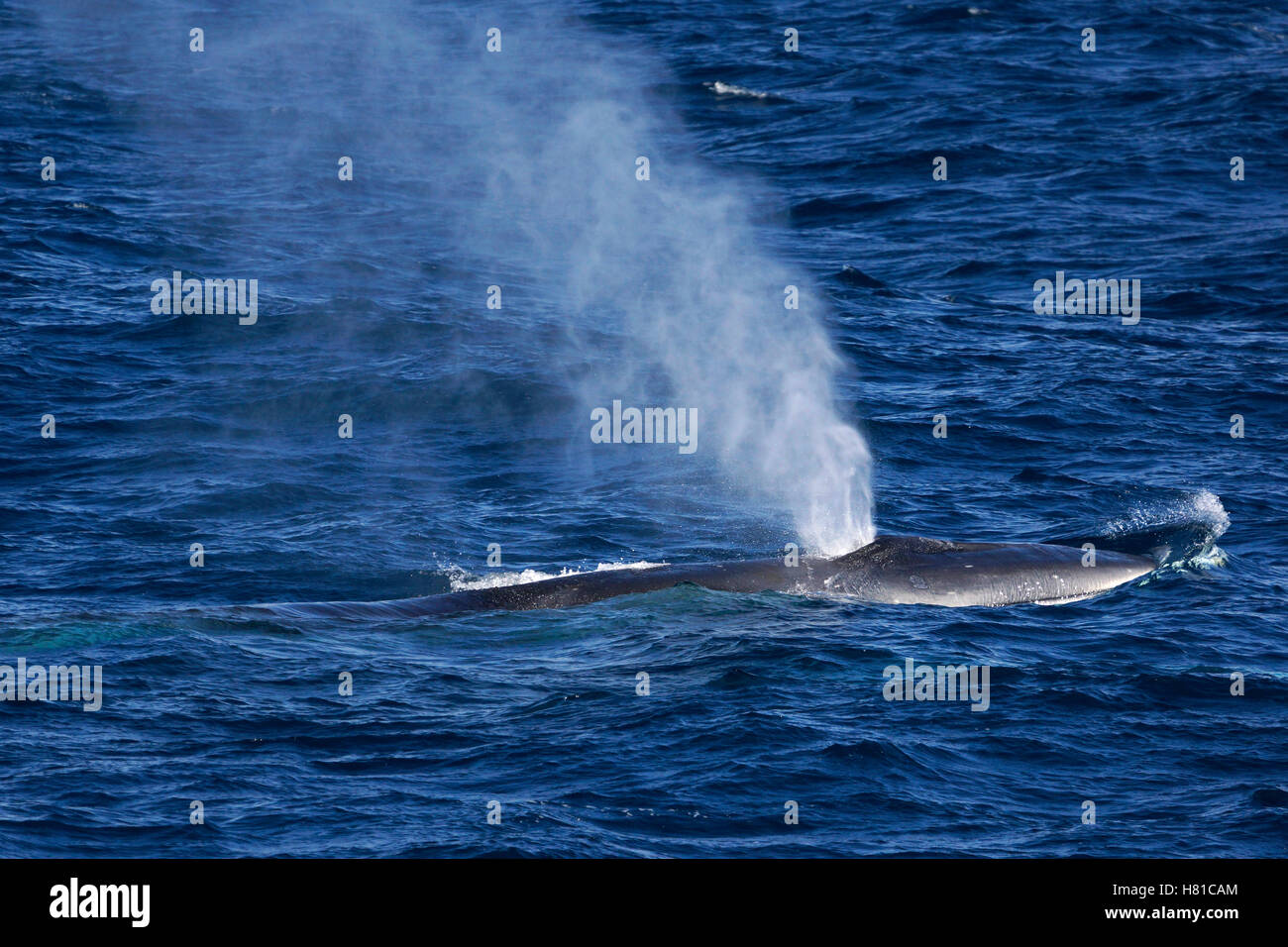 Fin Whale (Balaenoptera physalus) surfacing, Drake Passage, Antarctica Stock Photo - Alamy
