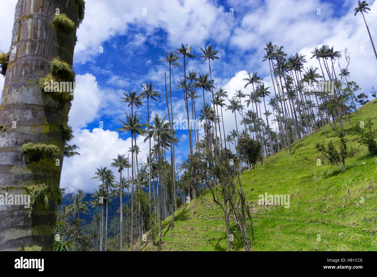 Wax palm trees on a hill near Salento, Colombia with a beautiful sky ...