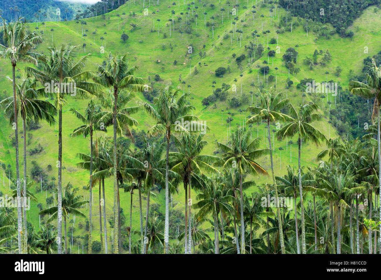 Quindío Wax Palm Colombia Hi Res Stock Photography And Images Alamy