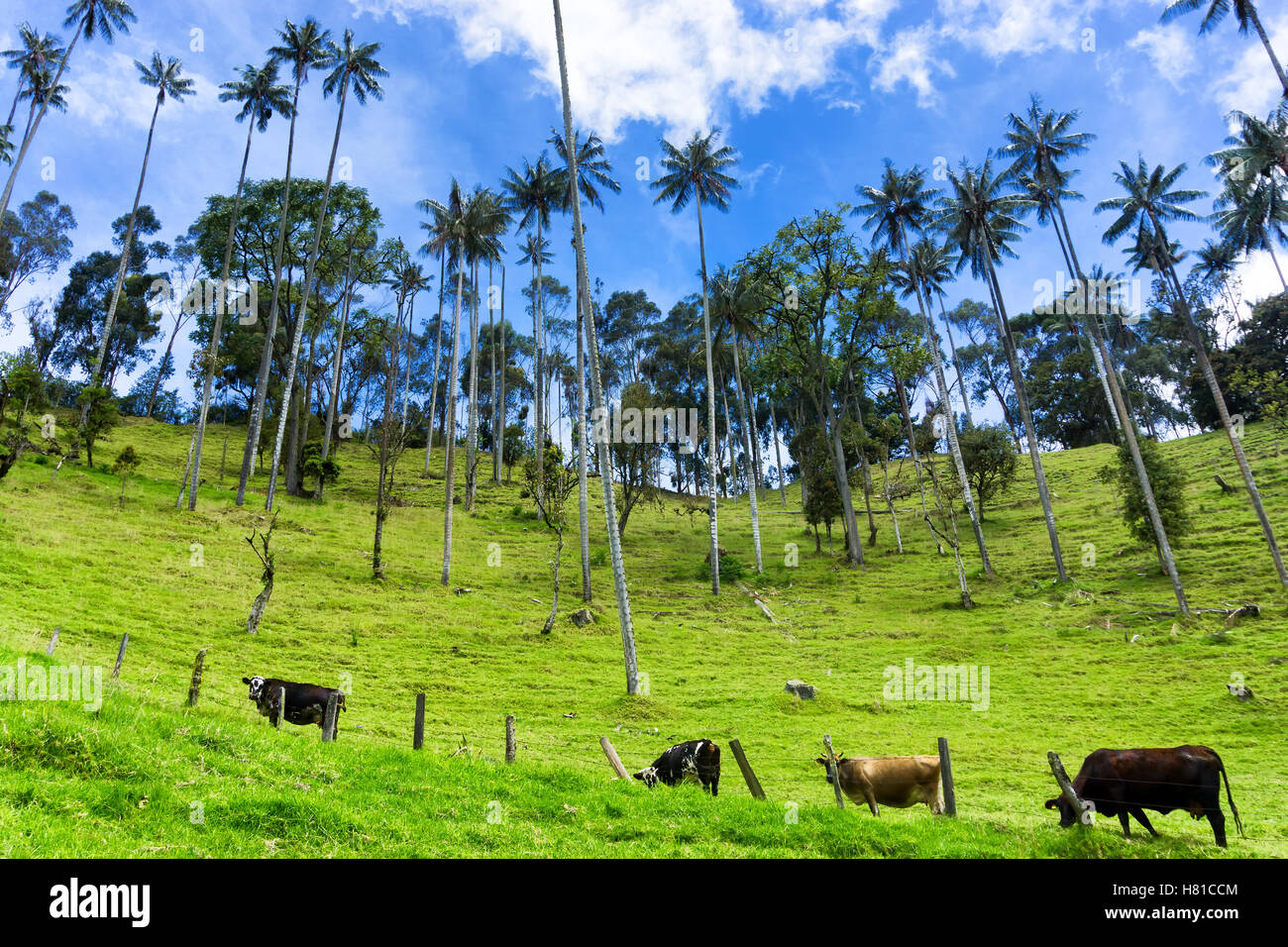 Cows grazing next to wax palm trees near Salento, Colombia Stock Photo ...
