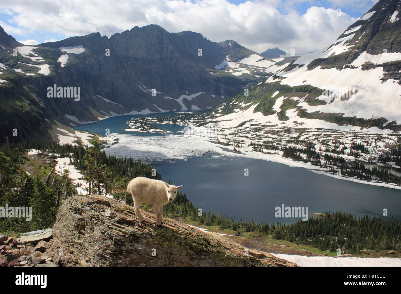 Mountain Goat (Oreamnos americanus) kid in alpine zone, Glacier ...