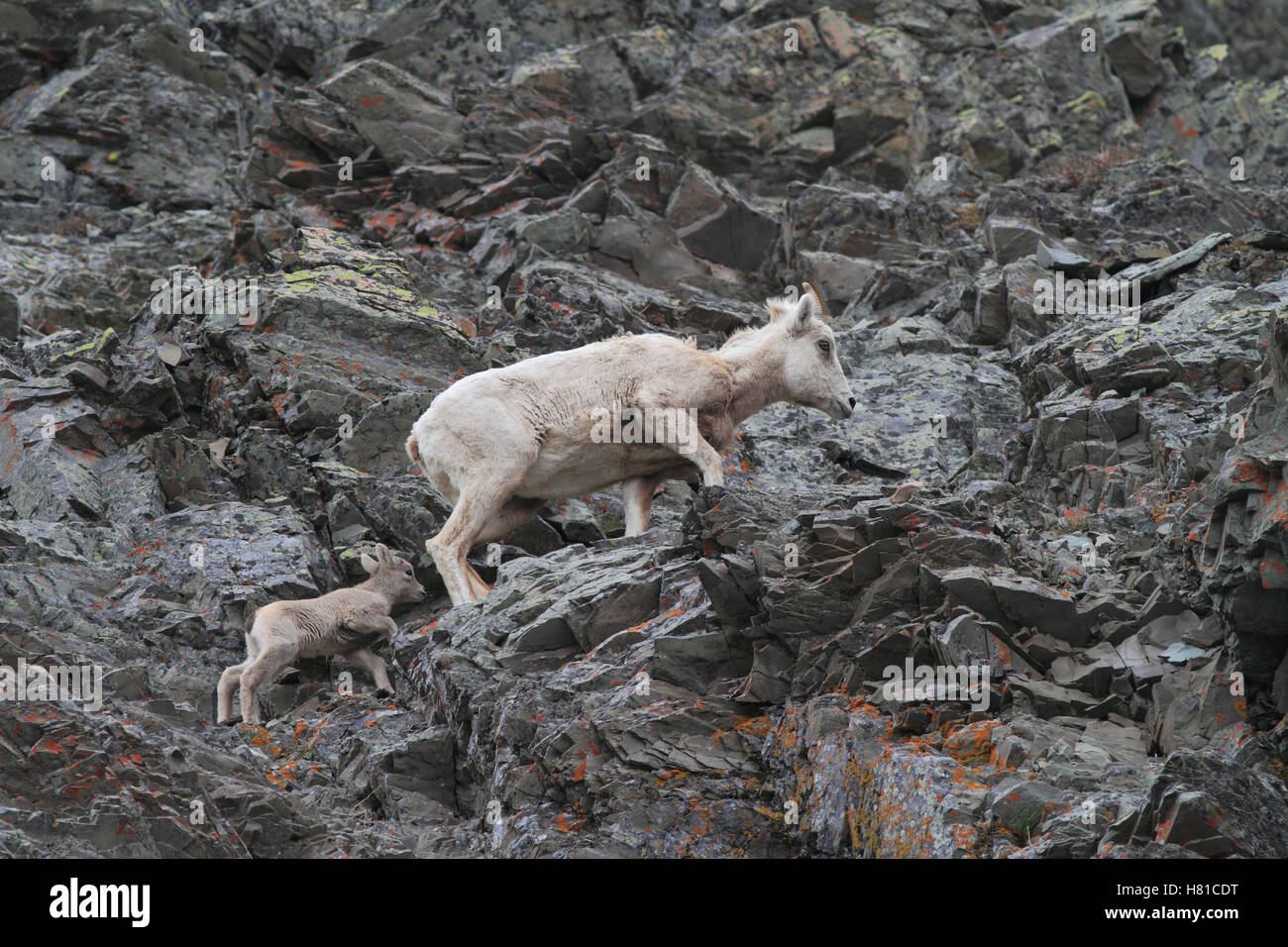 Bighorn Sheep (Ovis canadensis) ewe and lamb climbing on cliff, Glacier ...