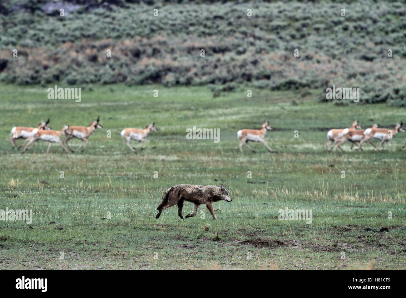 Gray Wolf (Canis lupus) with Pronghorn Antelope (Antilocapra americana) herd running in the ...
