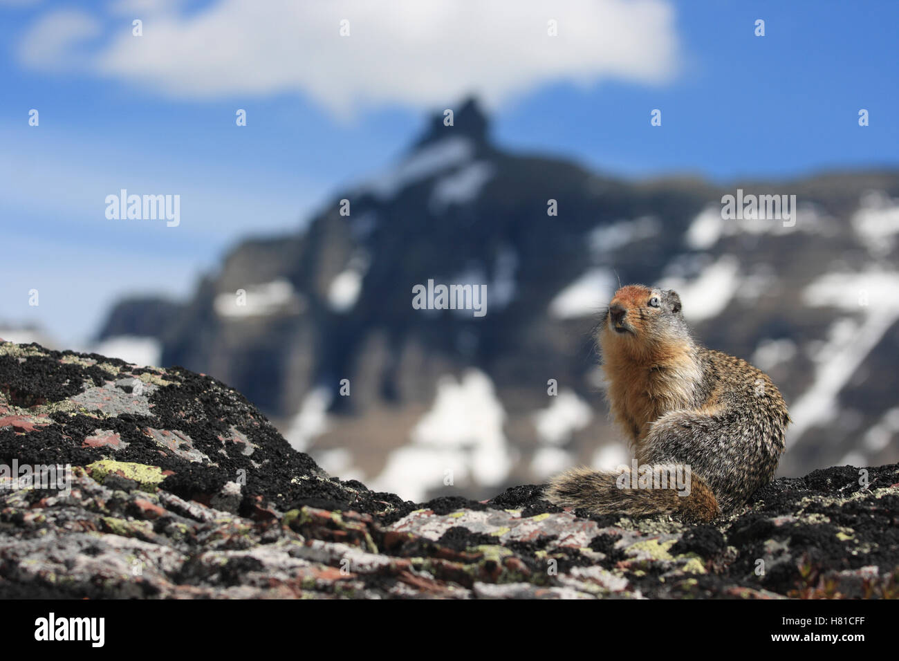 Columbian Ground Squirrel (Spermophilus columbianus) in alpine zone ...