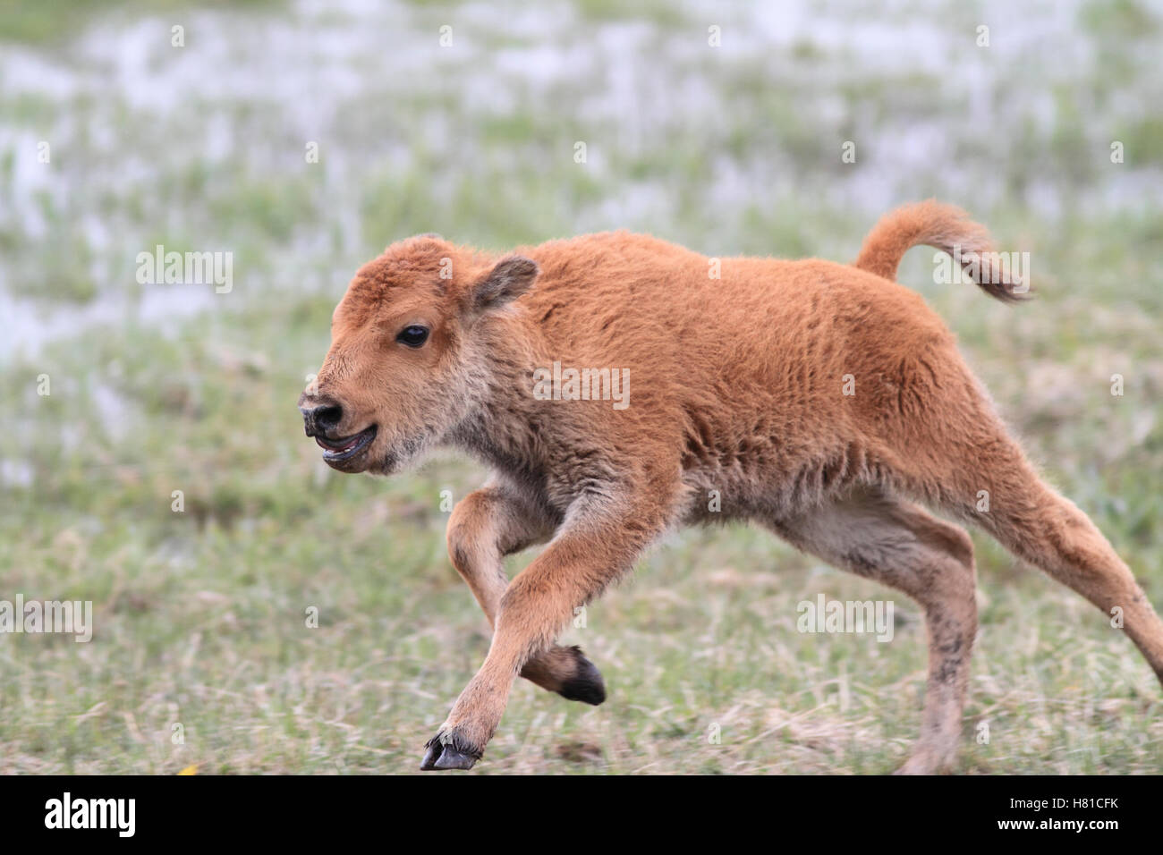 American Bison (Bison bison) calf running, Yellowstone National Park ...