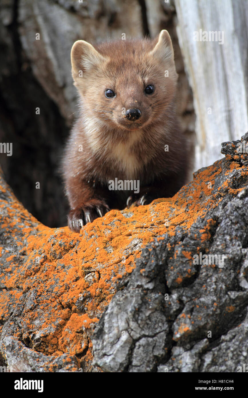 American Marten (Martes americana), Glacier National Park, Montana ...
