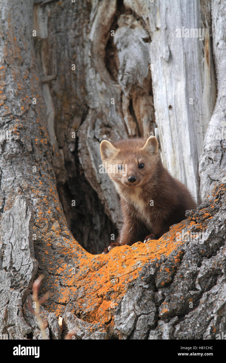 American Marten (Martes americana) in tree, Glacier National Park ...