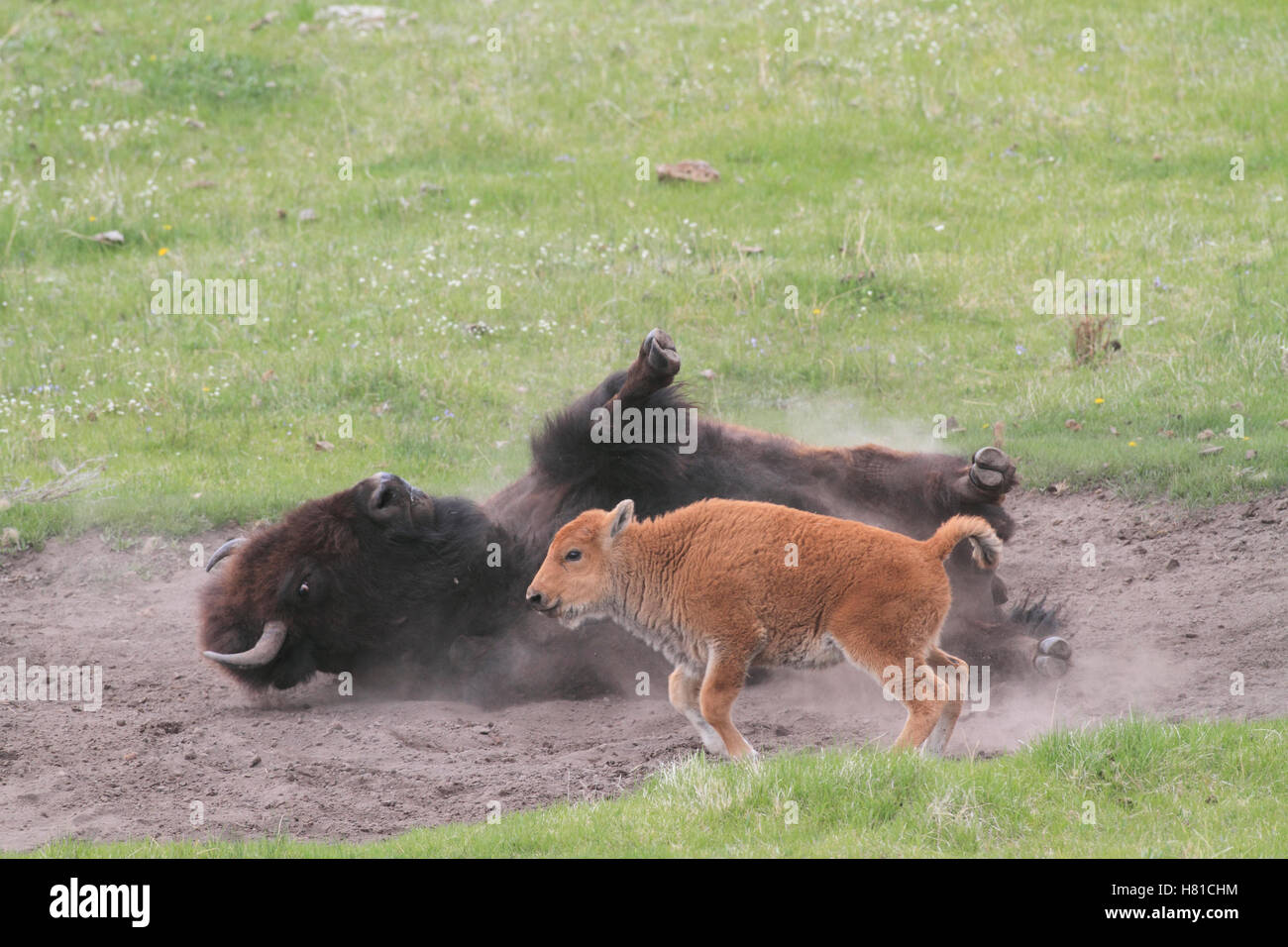 American Bison (Bison bison) female dust bathing and calf running ...