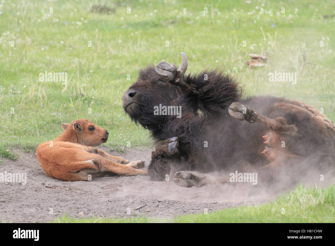 American Bison (Bison bison) female and calf dust bathing, Yellowstone ...