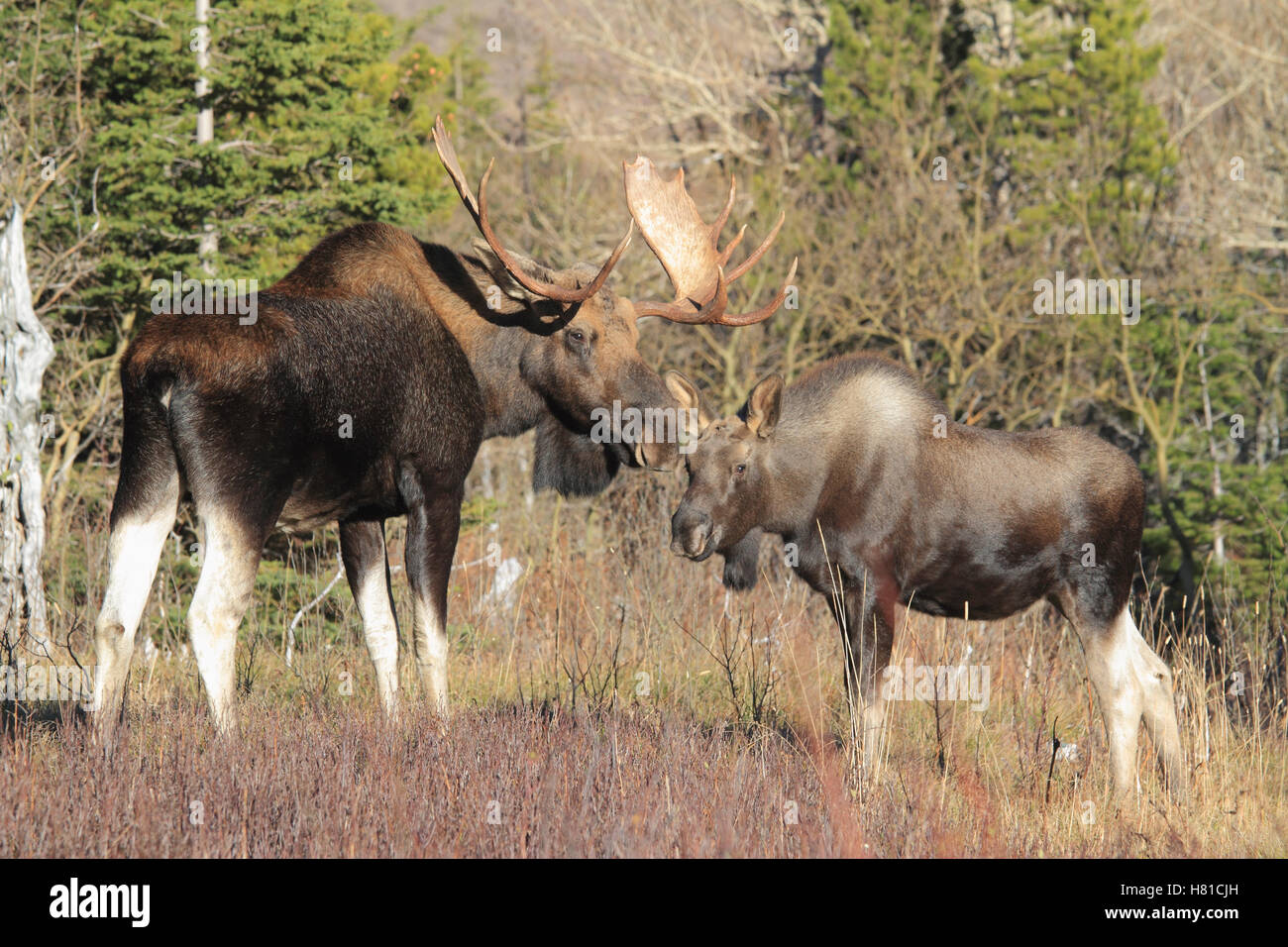 Moose (Alces alces shirasi) bull and calf, Glacier National Park ...