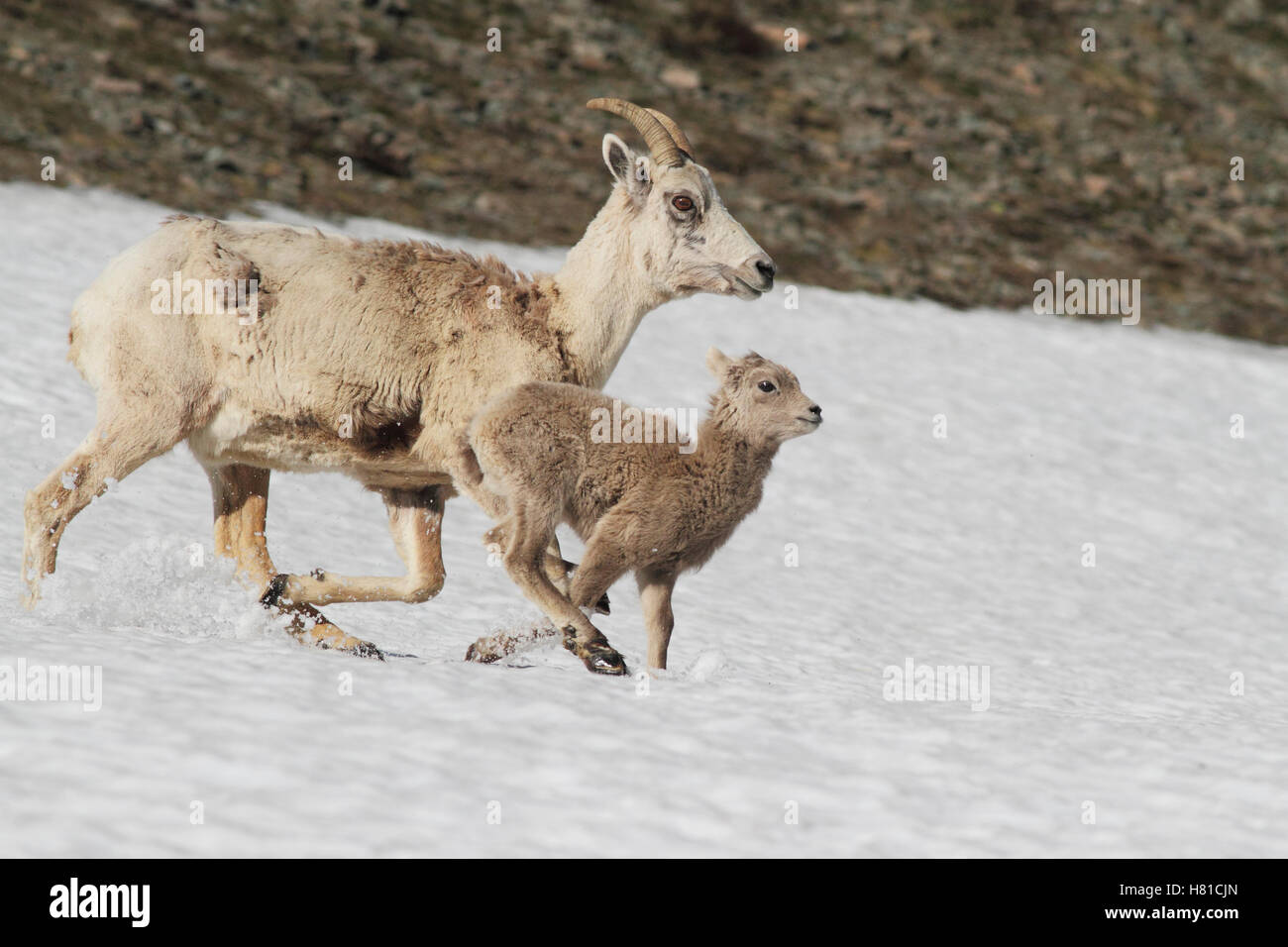 Bighorn Sheep (Ovis canadensis) ewe and lamb running, Glacier National Park, Montana Stock Photo ...