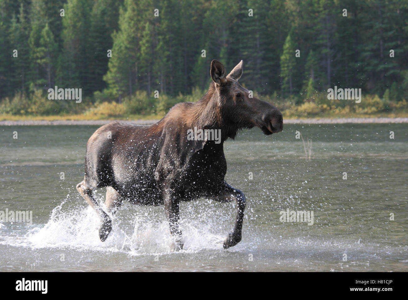 Moose (Alces alces shirasi) female running through water, Glacier ...