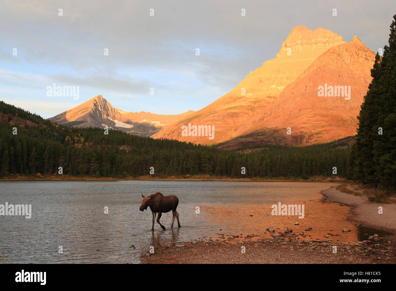 Moose (Alces alces shirasi) calf walking in lake, Glacier National Park ...