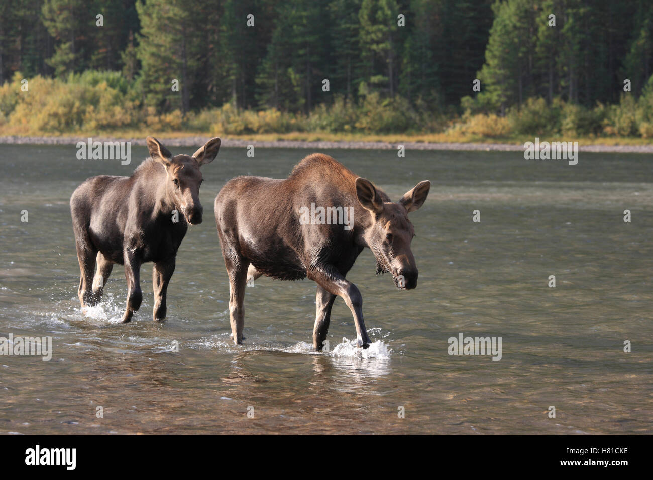 Moose (Alces alces shirasi) calves wading through river, Glacier ...