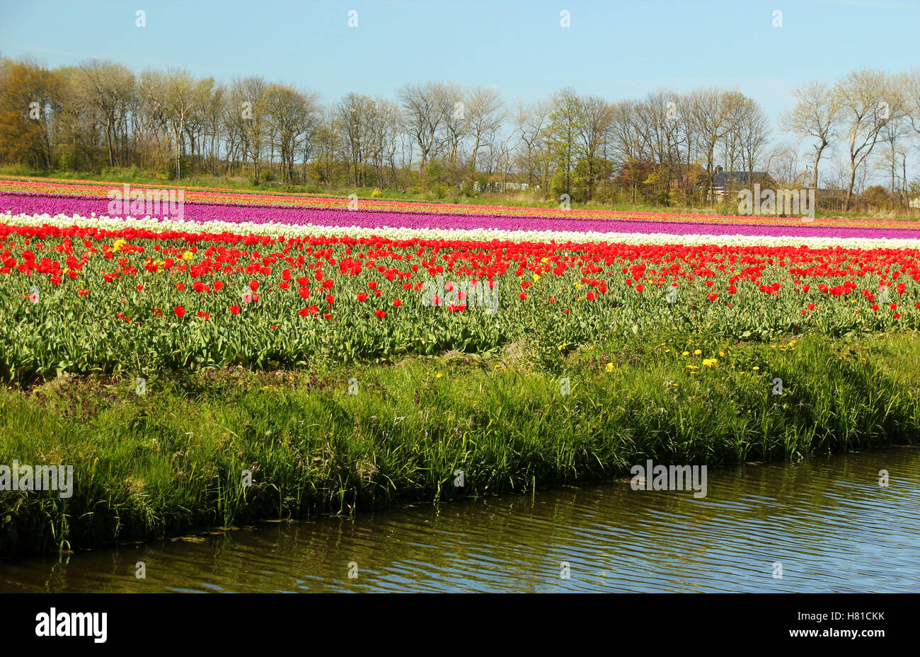 Tulip Fields near Keukenhof (Garden of Europe), Lisse, Netherlands ...