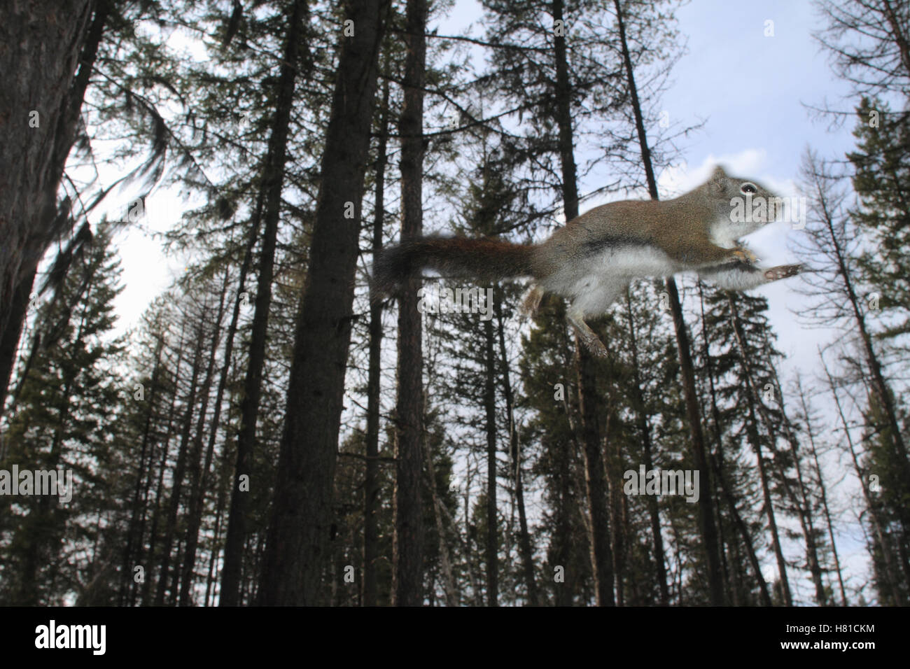 Red Squirrel (Tamiasciurus hudsonicus) leaping in coniferous forest ...