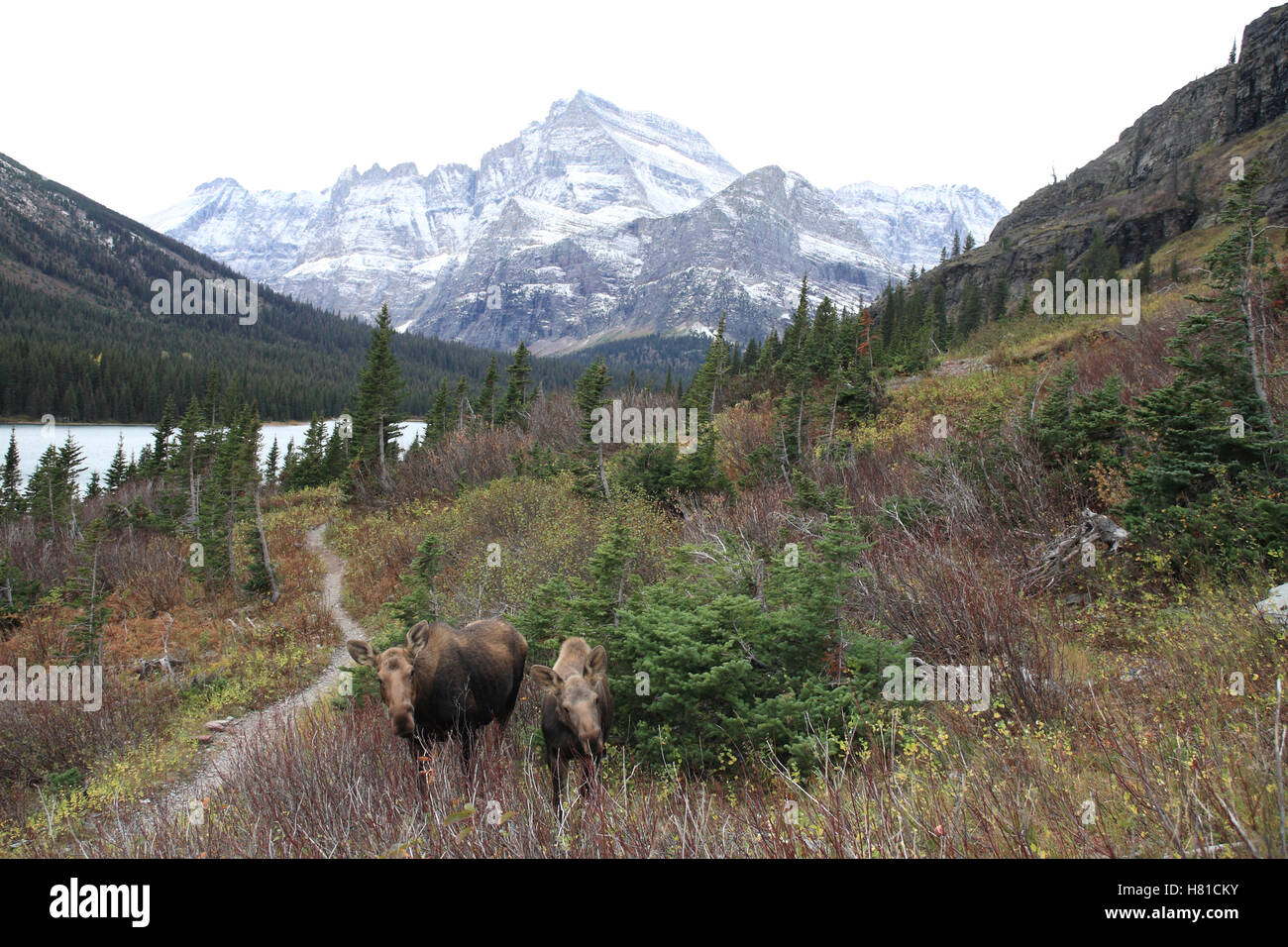 Moose (Alces alces shirasi) female and calf in valley, Glacier National ...
