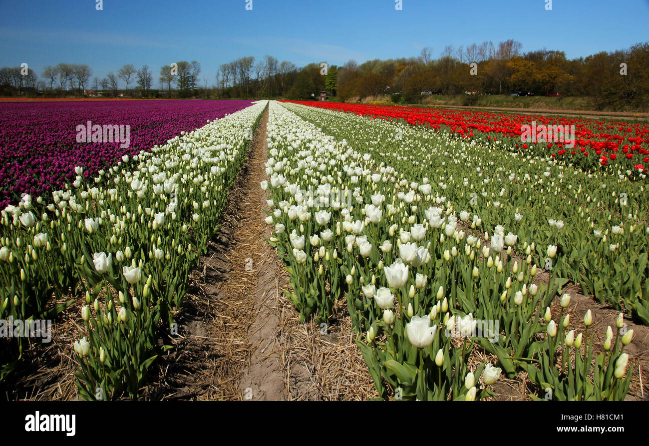 Lisse tulip fields hi-res stock photography and images - Alamy