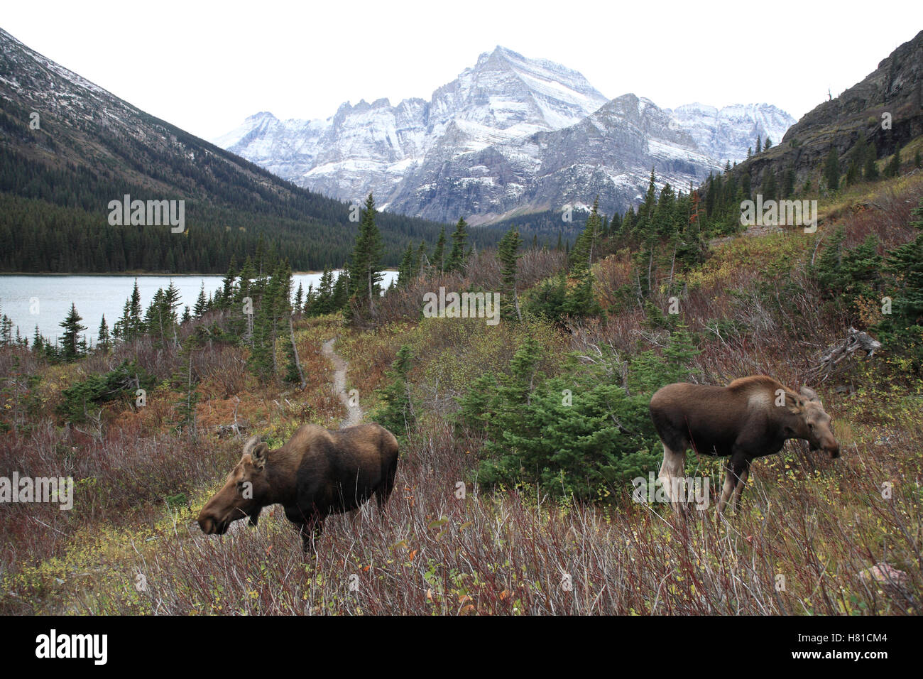 Moose (Alces alces shirasi) female and calf in valley, Glacier National ...