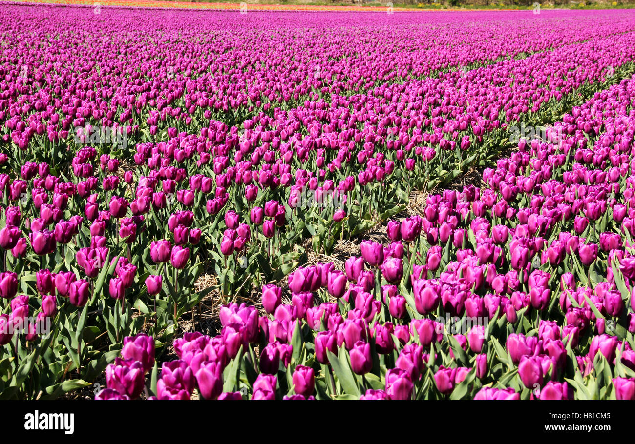 Tulip Fields near Keukenhof (Garden of Europe), Lisse, Netherlands ...