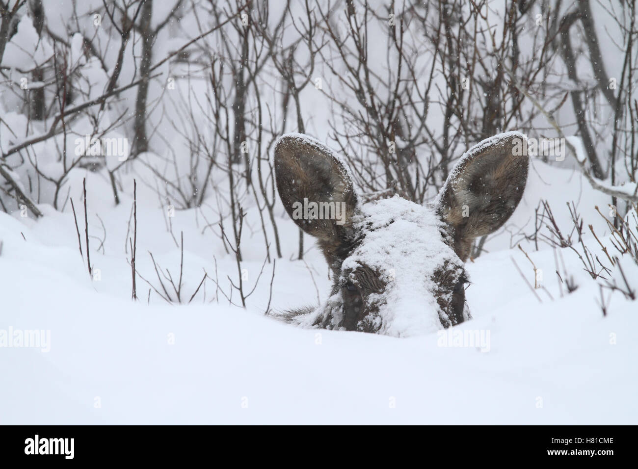 Moose (Alces alces shirasi) female covered with snow, Glacier National ...