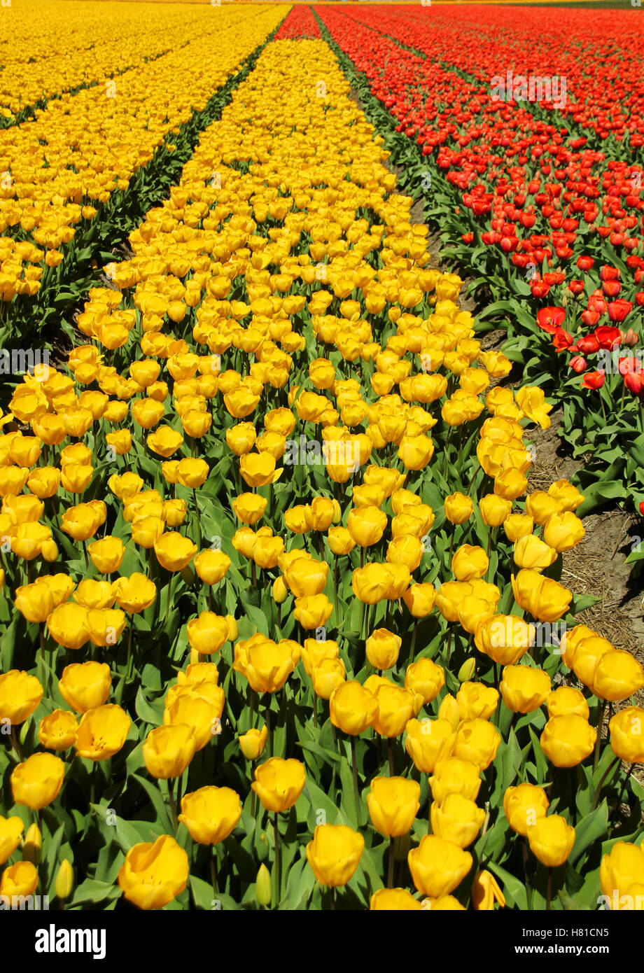 Tulip Fields near Keukenhof (Garden of Europe), Lisse, Netherlands ...