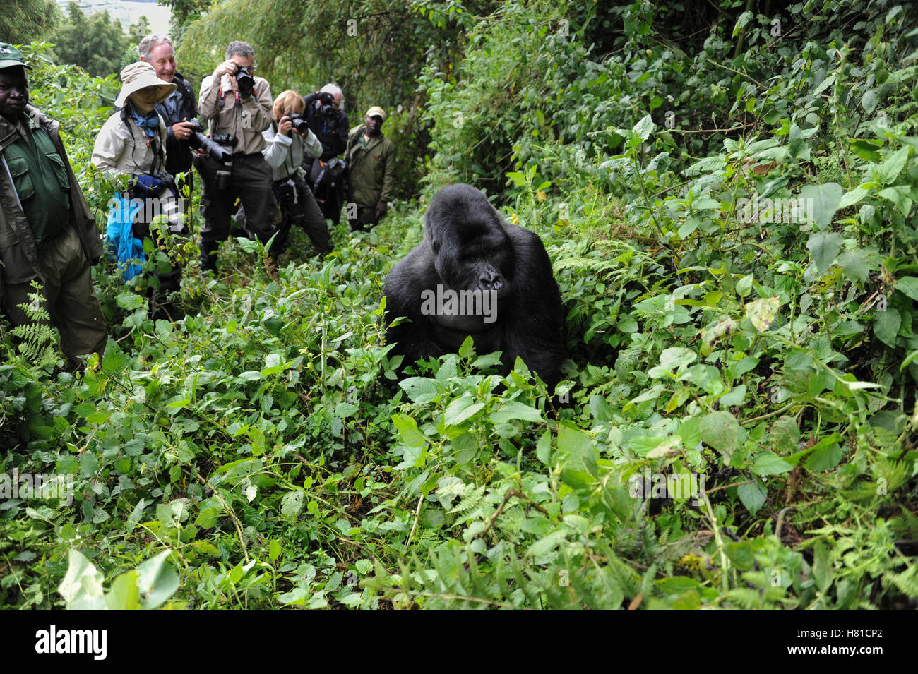Mountain Gorilla (Gorilla gorilla beringei) tourist group watching silverback, Parc National des ...