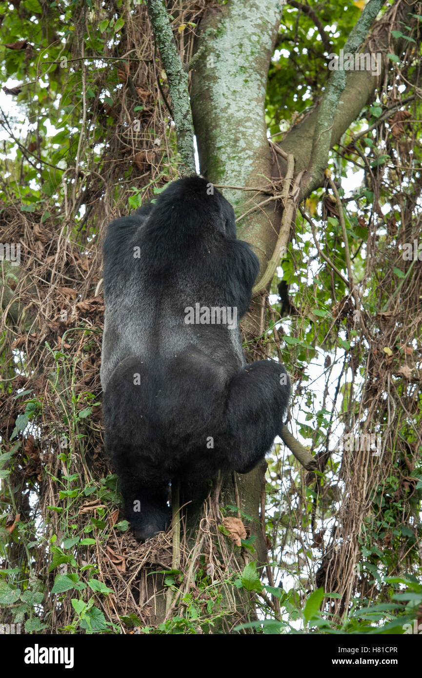 Gorilla climbing tree hi-res stock photography and images - Alamy