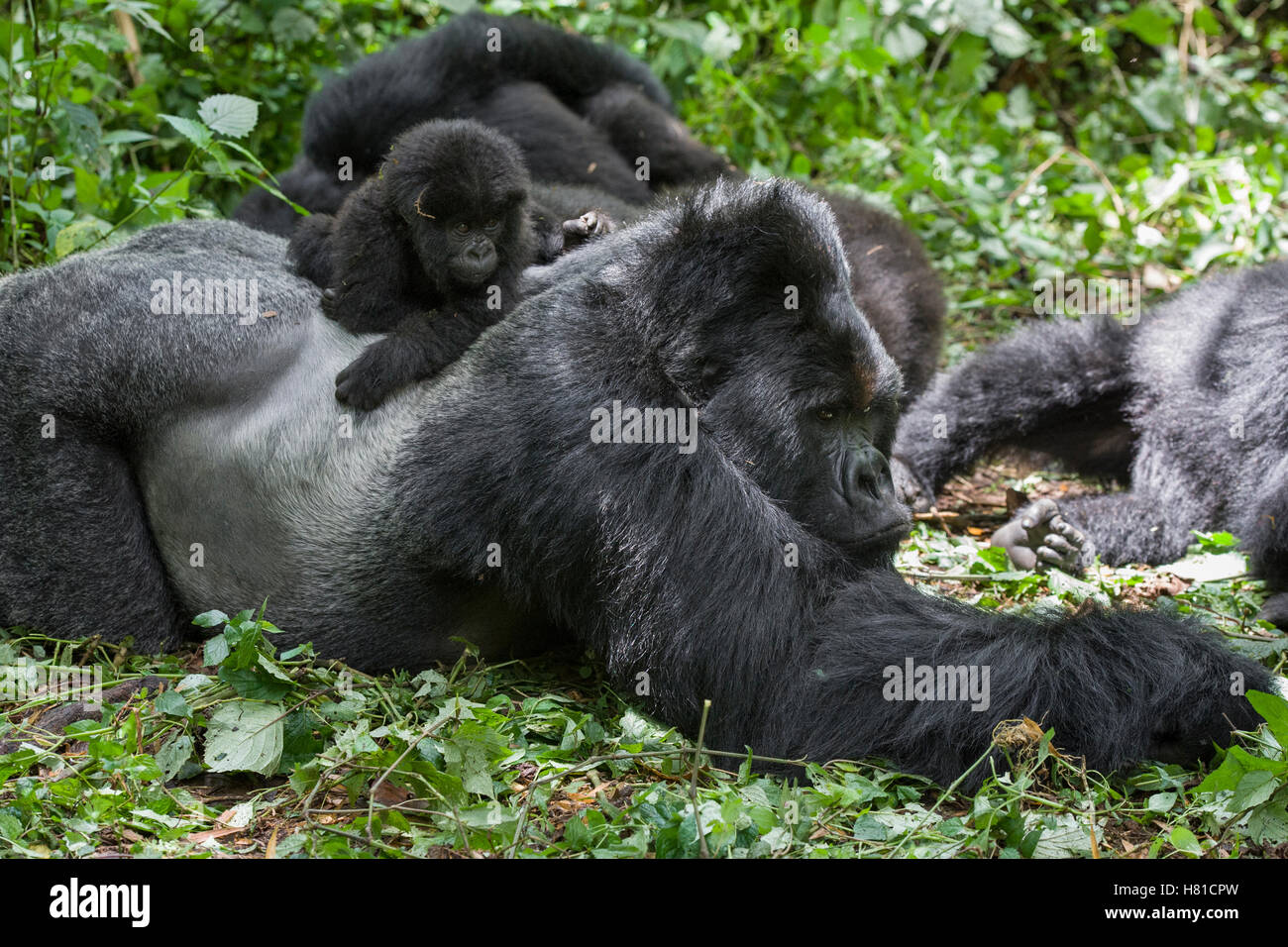 Mountain Gorilla (Gorilla gorilla beringei) one and a half year old ...